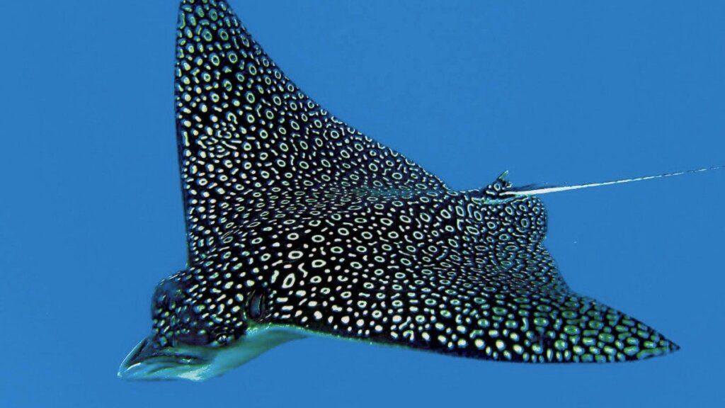 Raya águila: La raya capaz de volar - Scuba and Chill